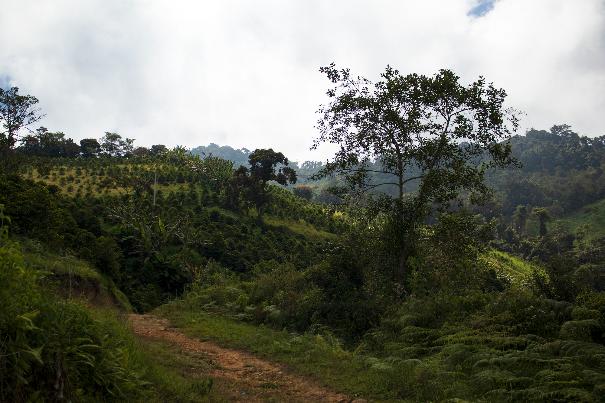 Colombia Canta Ranas - Coffee Deliveries - Sample Coffee