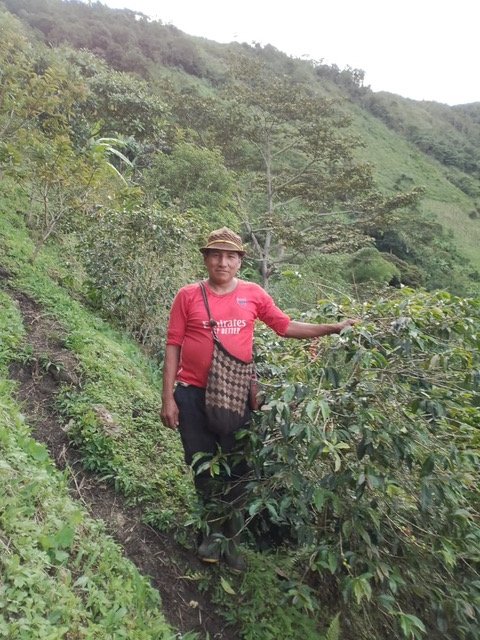 Colombia El Diviso Elias Quilcue Apio - Coffee Deliveries - Sample Coffee