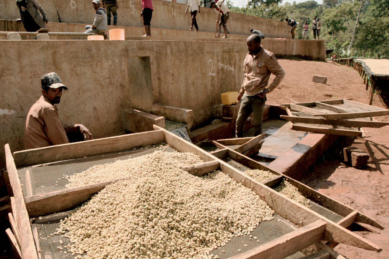 Ethiopia Ela Tenacha - Coffee Deliveries - Sample Coffee