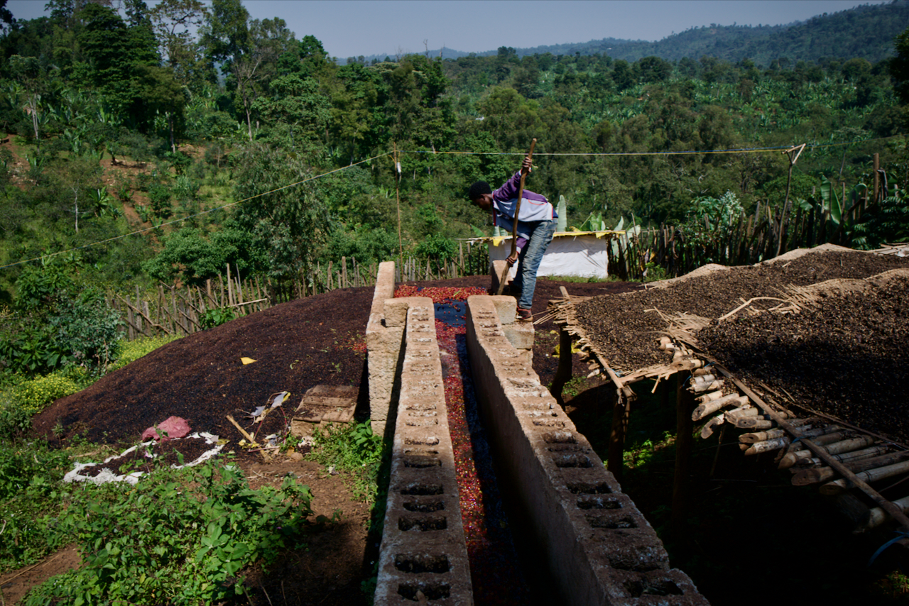 Ethiopia Ela Tenecha - Coffee Deliveries - Sample Coffee